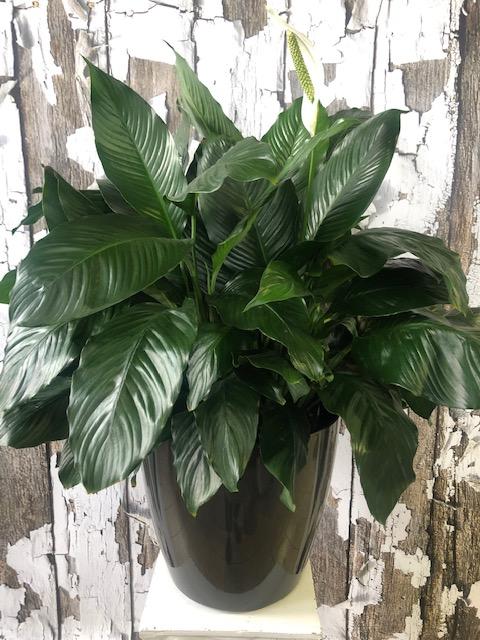 Bouquet de fleurs PL 506 au fleuriste Gilchrist – Fleuriste Gilchrist